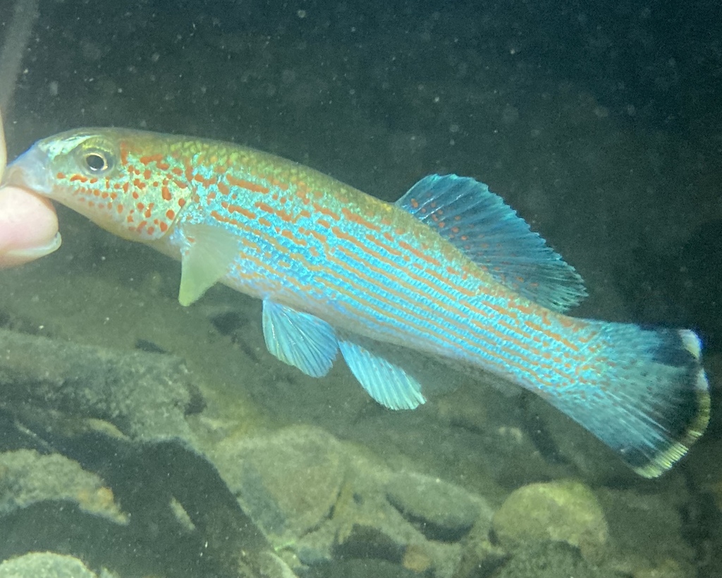 Northern Studfish (Fundulus catenatus) - Marine Life Identification