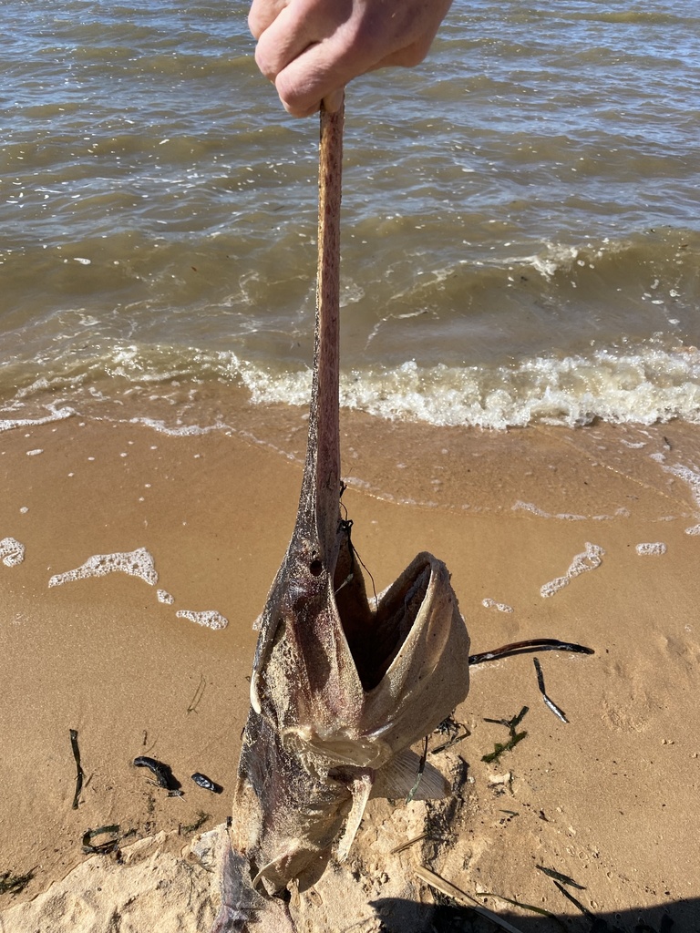 American Paddlefish from Mobile Bay, AL, US on February 6, 2022 at 01: ...