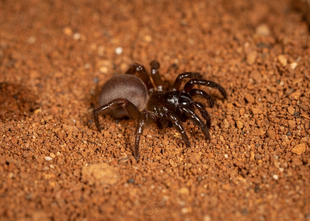 Cteniza in April 2022 by Giuseppe Molinari · iNaturalist