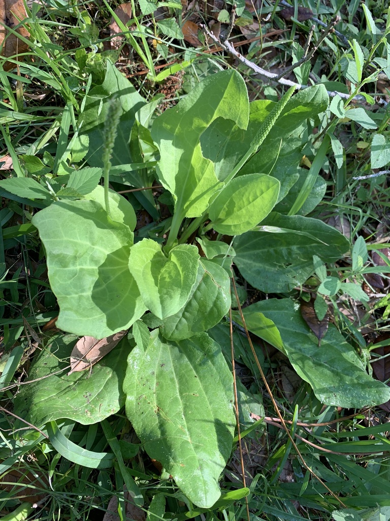 greater plantain from Salt Springs Rd, Port Richey, FL, US on April 5 ...