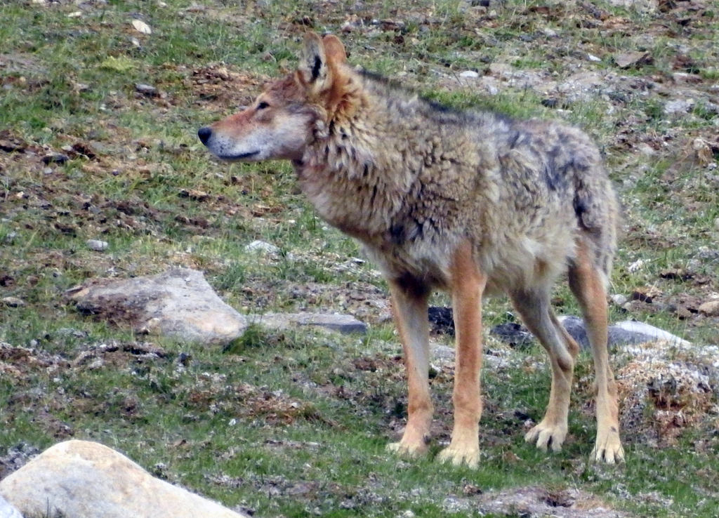 Tibetan Wolf (Canis lupus filchneri) - Know Your Mammals