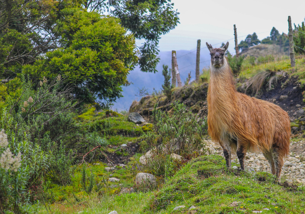 Llama (Lama glama) - Know Your Mammals