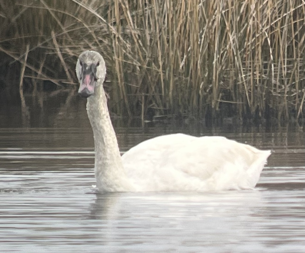 Trumpeter × Tundra Swan from Riley roberts road on April 5, 2022 by ...