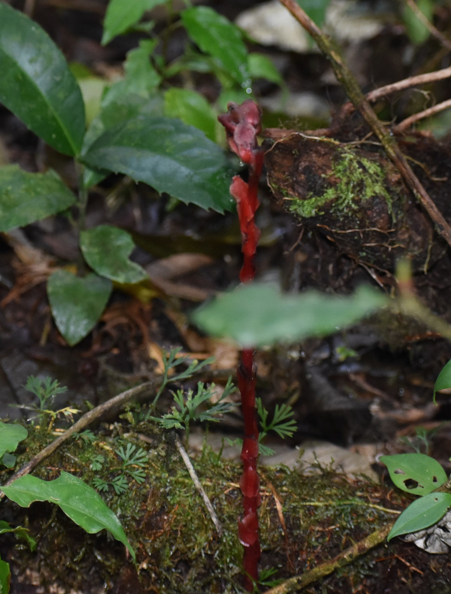 Monotropa coccinea Zucc.