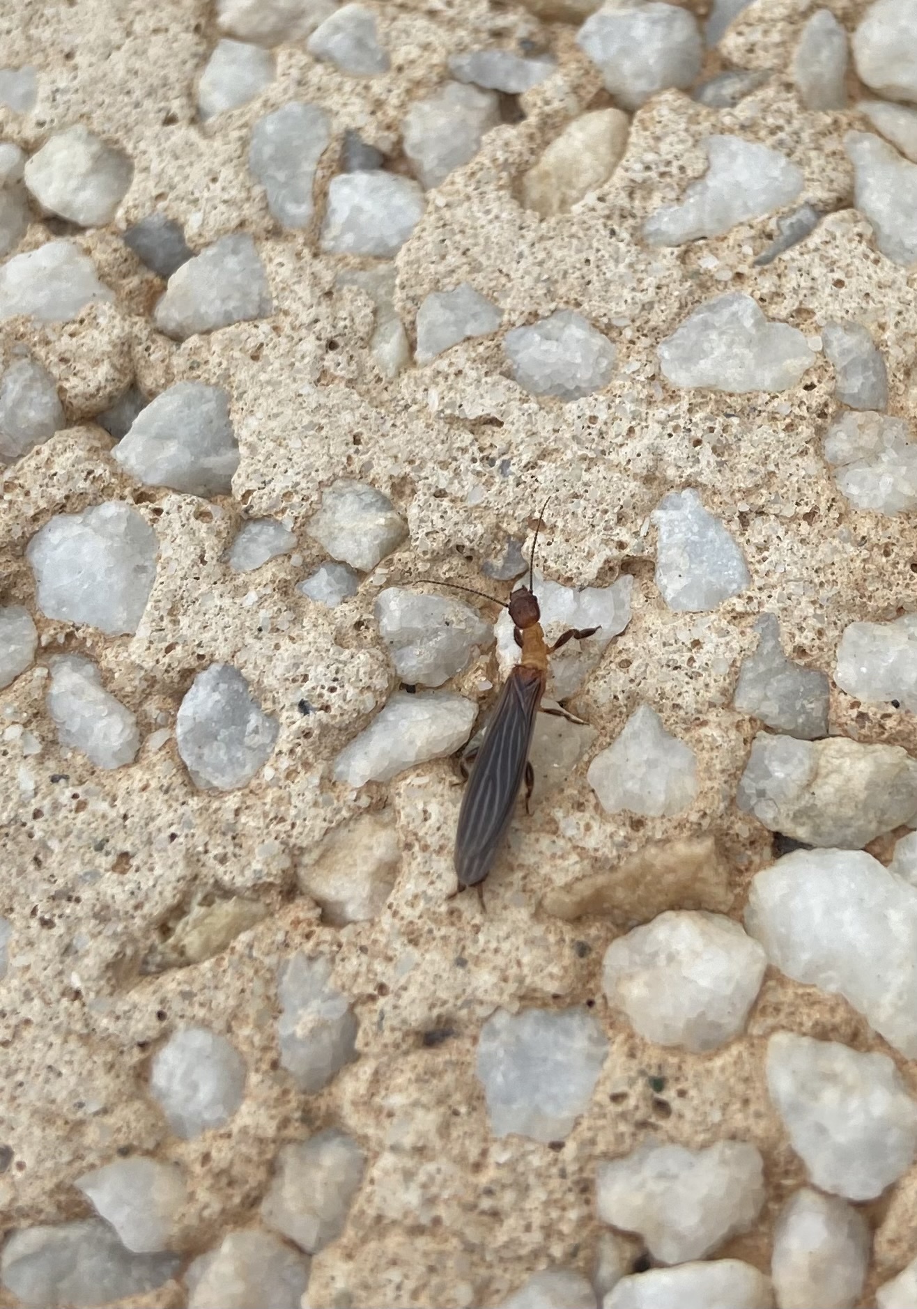 Embioptera