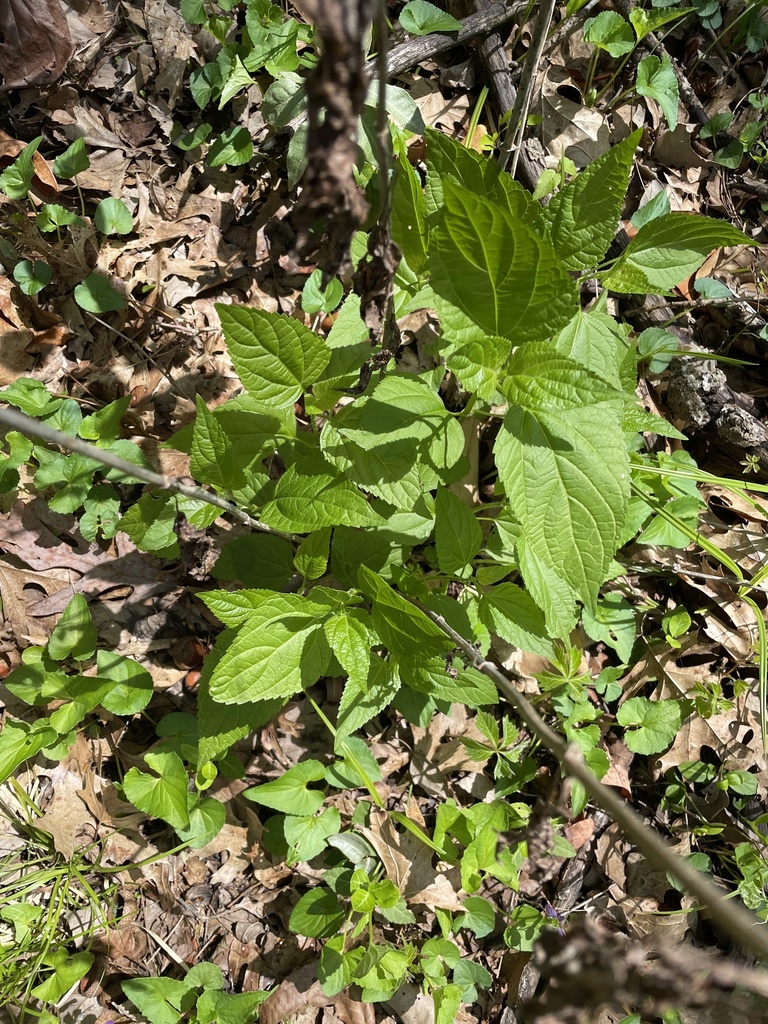 white snakeroot from Mississippi State University, Starkville, MS, US ...