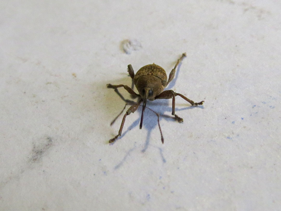 Curculio nucum C.Linnaeus, 1758