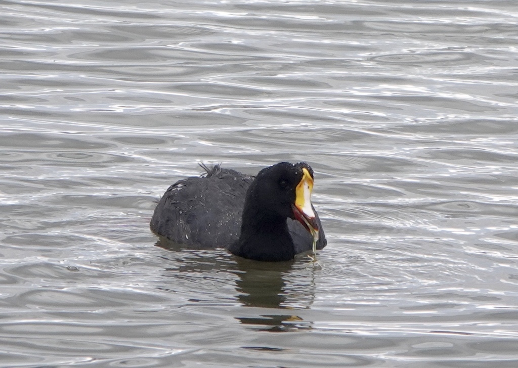 Giant Coot from Chucuyo, Putre, Arica y Parinacota, Chile on March 28 ...