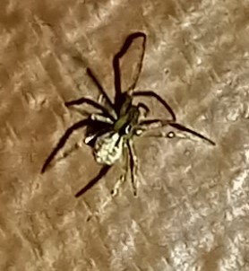 Spiders from 10150 Sainte-Maure, France on March 31, 2022 at 09:05 AM ...