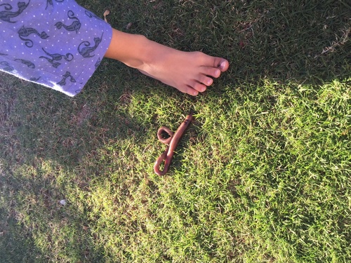 Genus Megascolides · iNaturalist United Kingdom