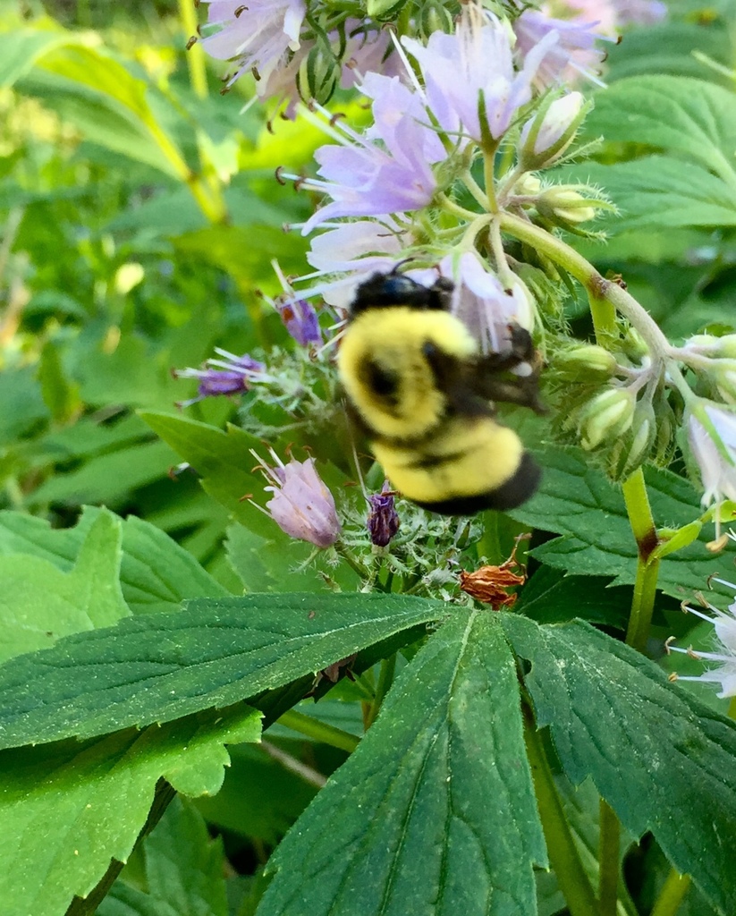 Rusty-patched Bumble Bee in May 2018 by William Schroeer · iNaturalist