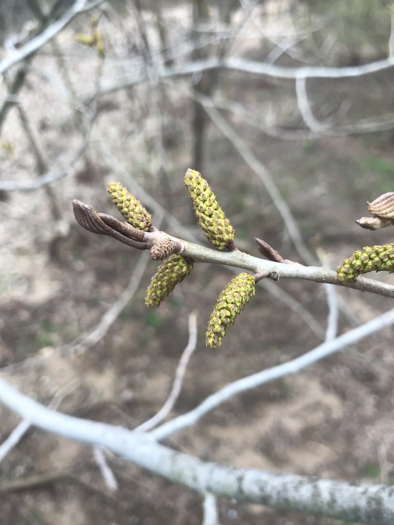 chinese wingnut (Pterocarya stenoptera) - Botanical Realm