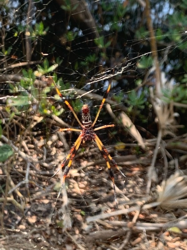 Golden Silk Spider from Snead Island, Palmetto, FL, US on March 24 ...
