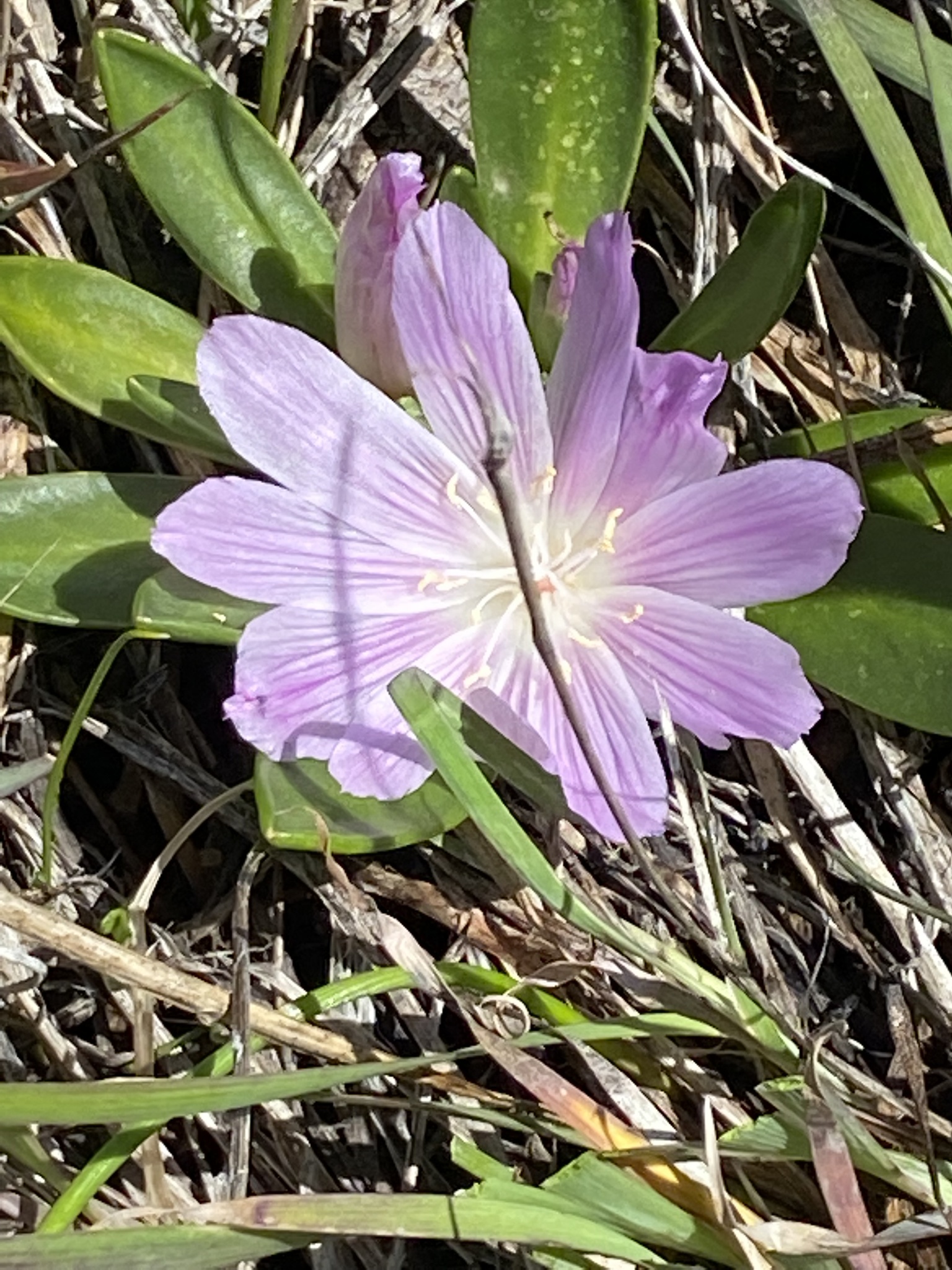Lewisia brachycalyx Engelm. ex A.Gray