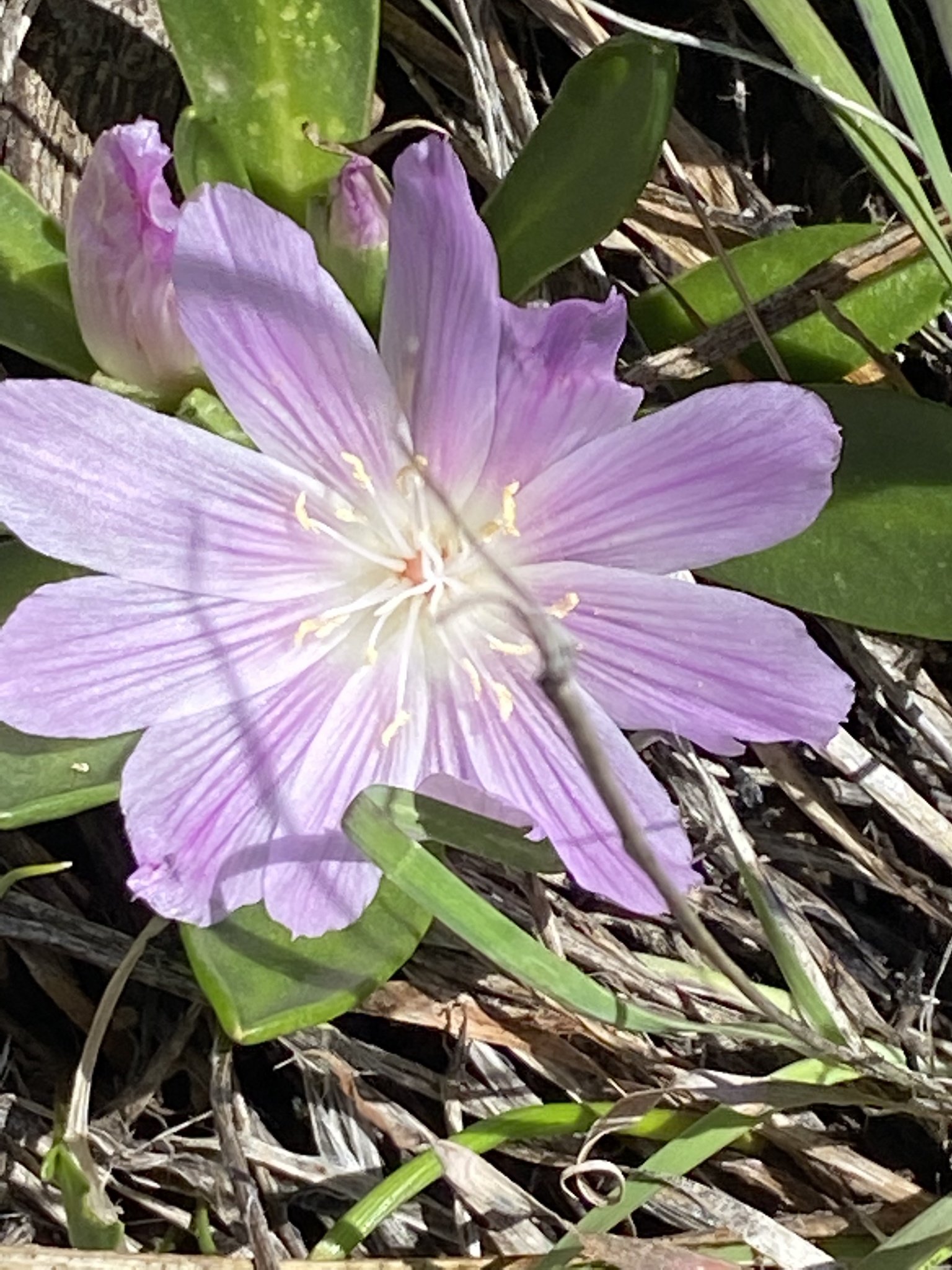 Lewisia brachycalyx Engelm. ex A.Gray