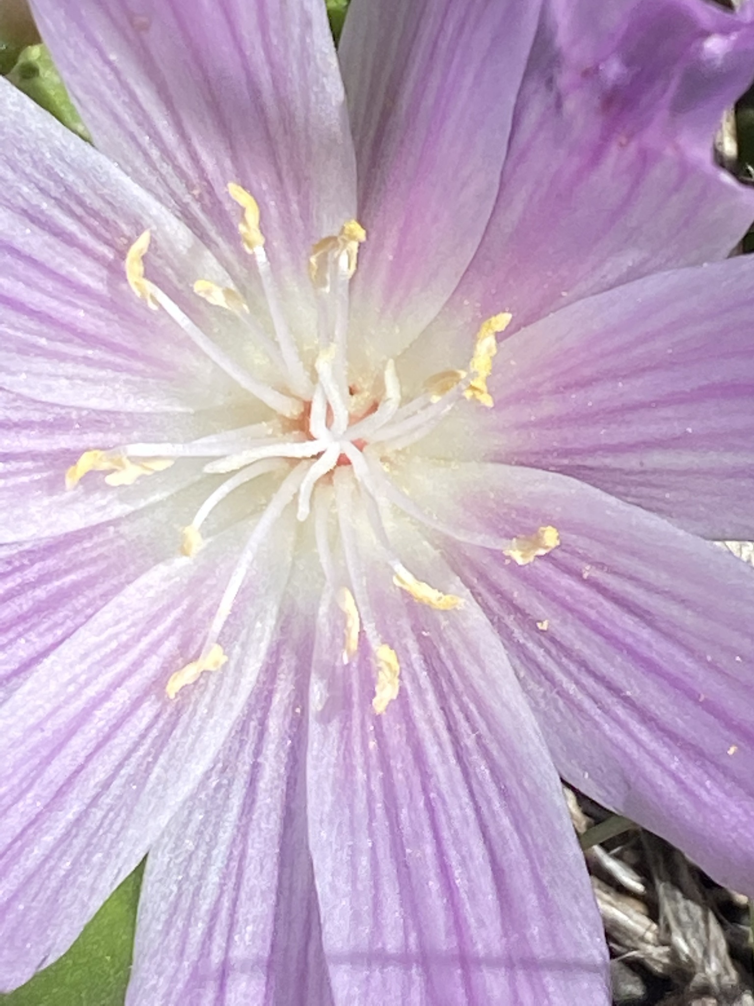 Lewisia brachycalyx Engelm. ex A.Gray