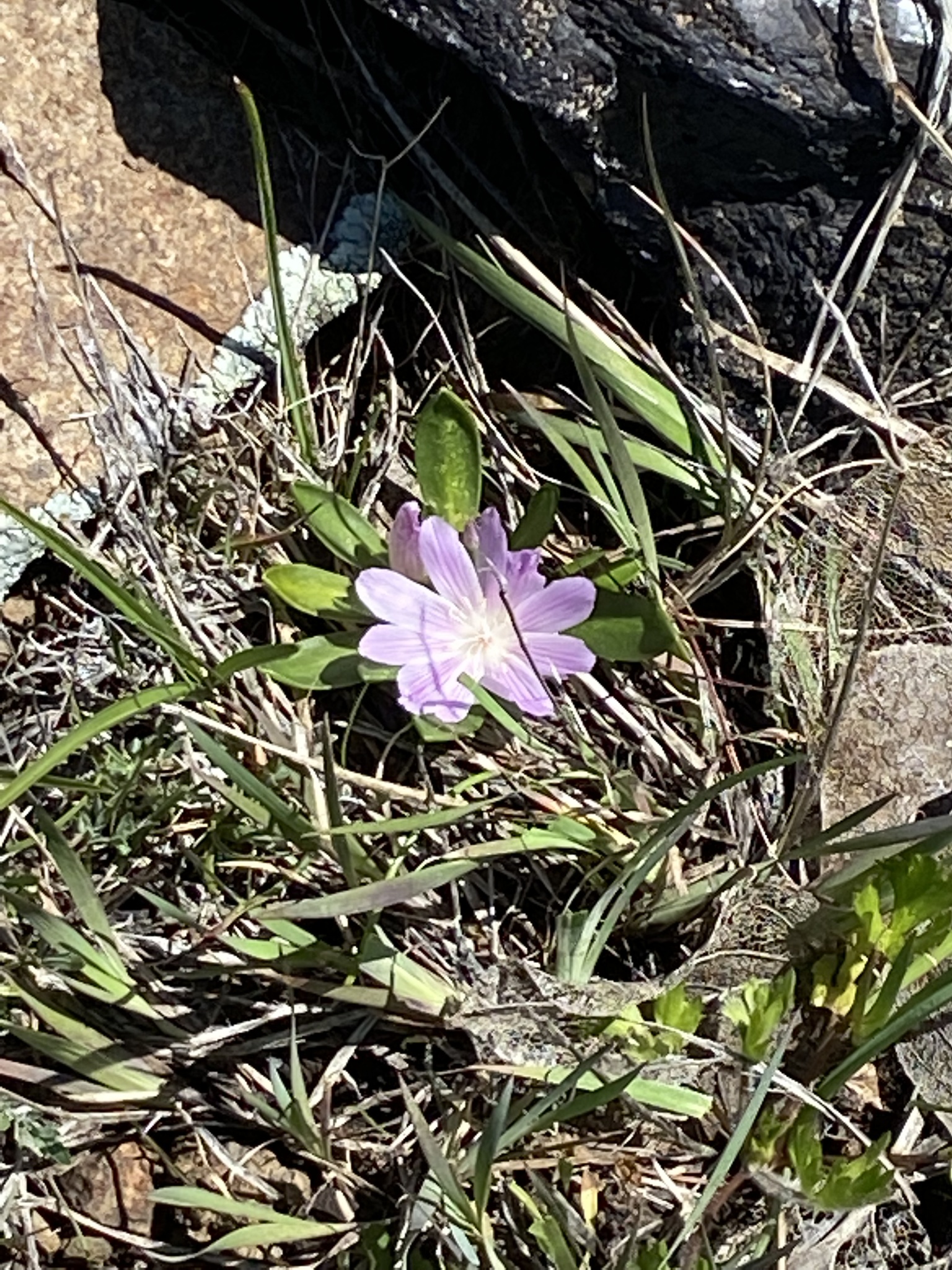 Lewisia brachycalyx Engelm. ex A.Gray