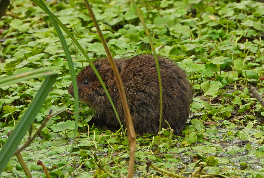 European Water Vole (Arvicola amphibius) - Know Your Mammals