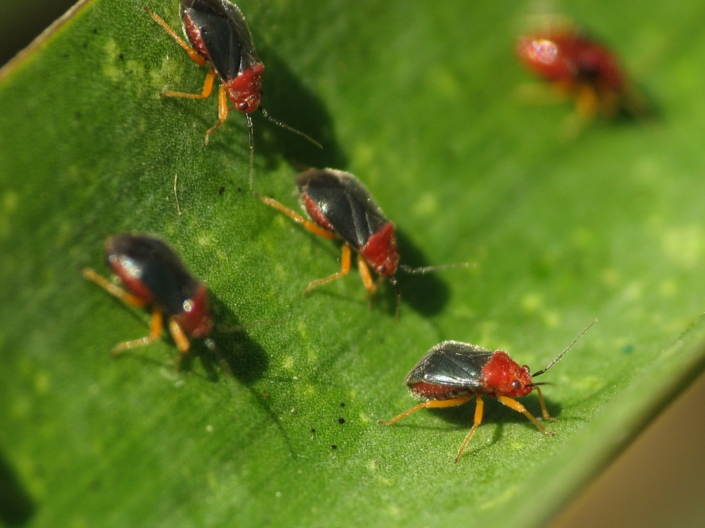 Yucca Plant Bug (Insects of Ohio) · iNaturalist