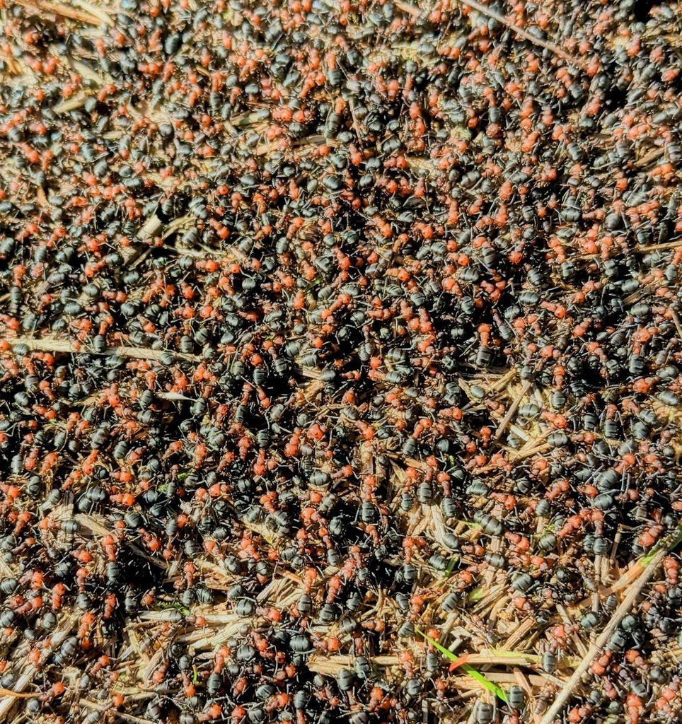 Western Thatching Ant from The Deer Farm, BC, Canada on April 05, 2022 ...