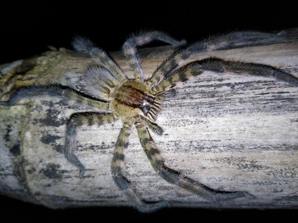 Tiger Bromeliad Spider from México 85, Hidalgo, México on May 24, 2018 ...