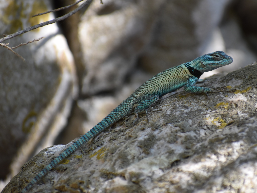 Minor Lizard from Linares, NL, MX on April 04, 2022 at 02:34 PM by Raul ...