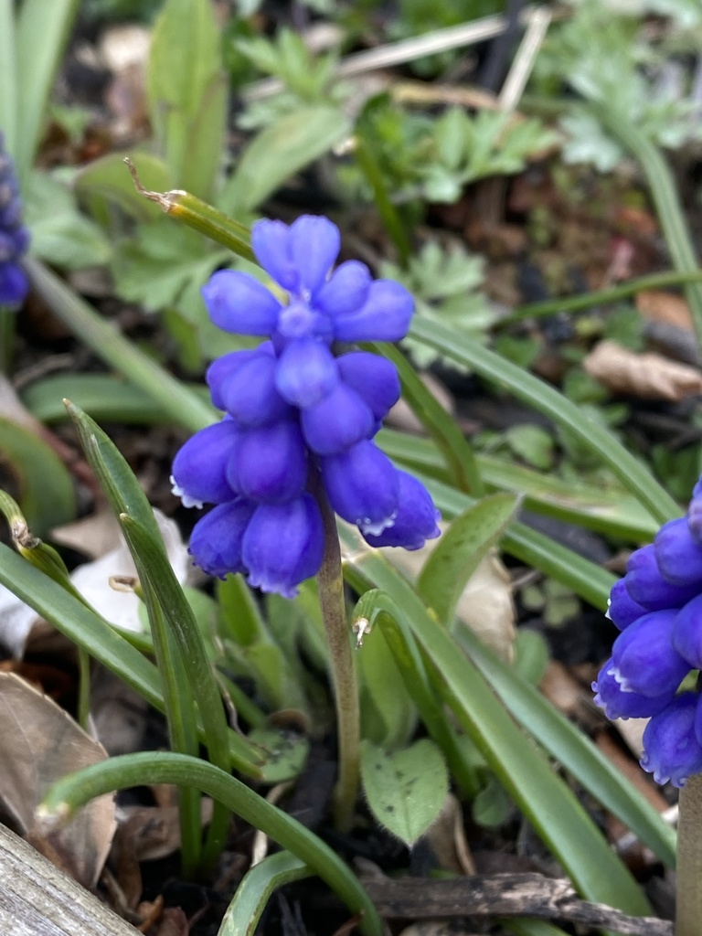 common grape hyacinth from Long Island, Freeport, NY, US on April 5 ...