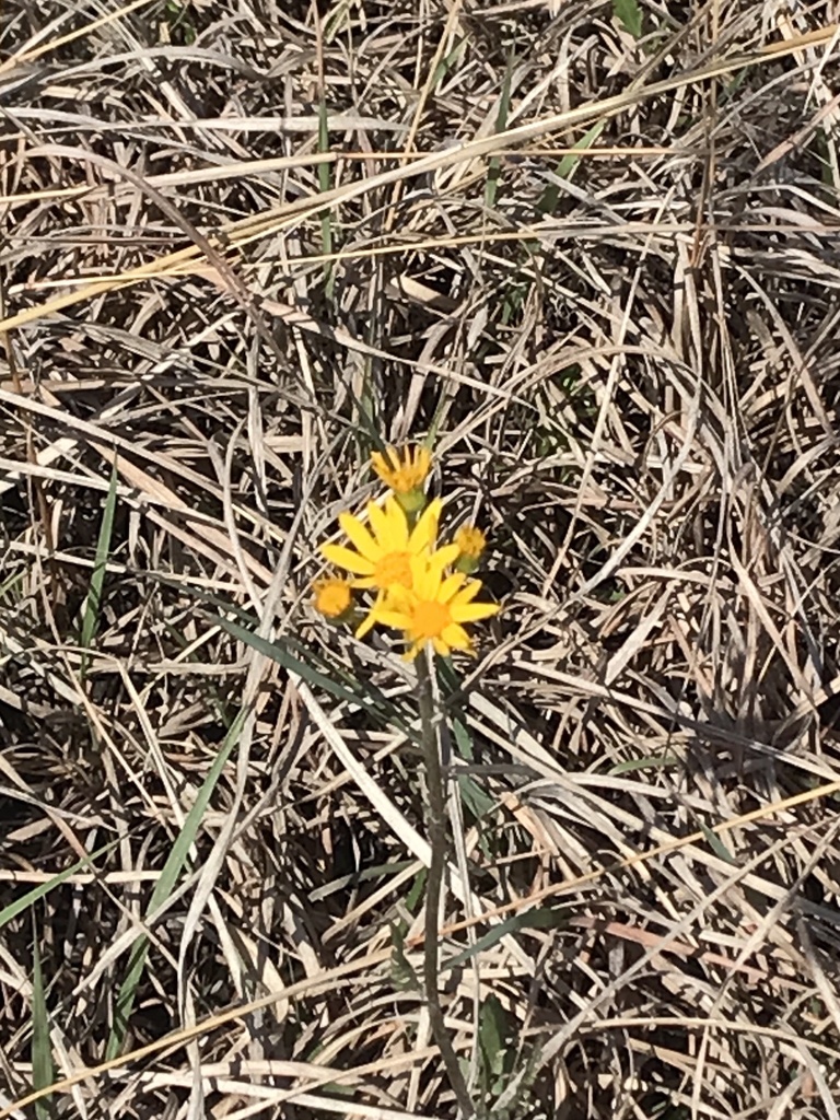 Prairie Groundsel from Farmersville, TX, US on April 02, 2022 at 12:03 ...