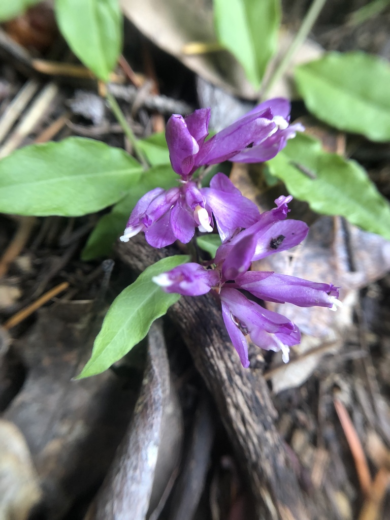 California milkwort from Calistoga, CA 94515, Calistoga, CA, US on May ...