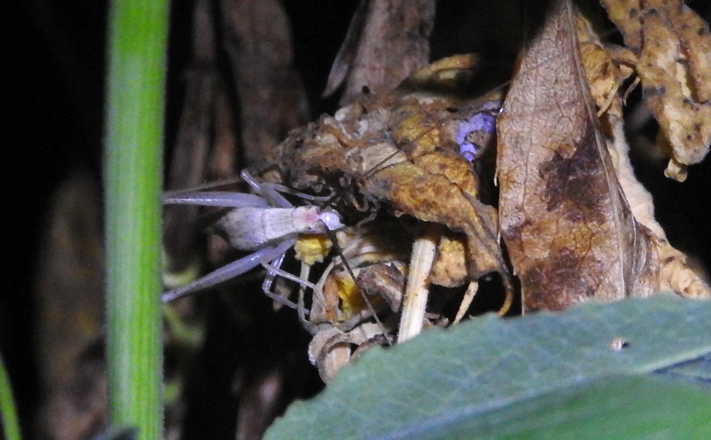 Common Tree Crickets in September 2019 by Kai Joaquin · iNaturalist