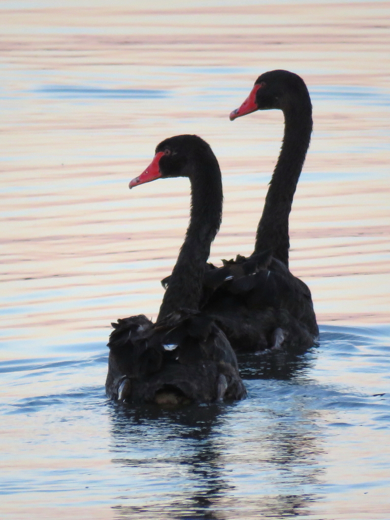 Black Swan from Lake County, SD, USA on May 26, 2018 at 08:44 PM by ...