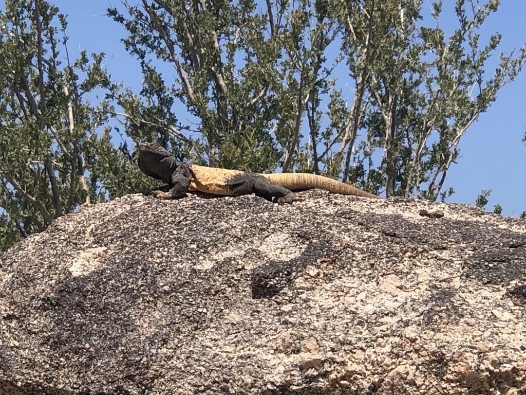 Common Chuckwalla from McDowell Sonoran Preserve, Scottsdale, AZ, US on ...