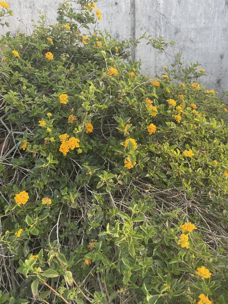 creeping groundsel from San Diego State University, San Diego, CA, US ...