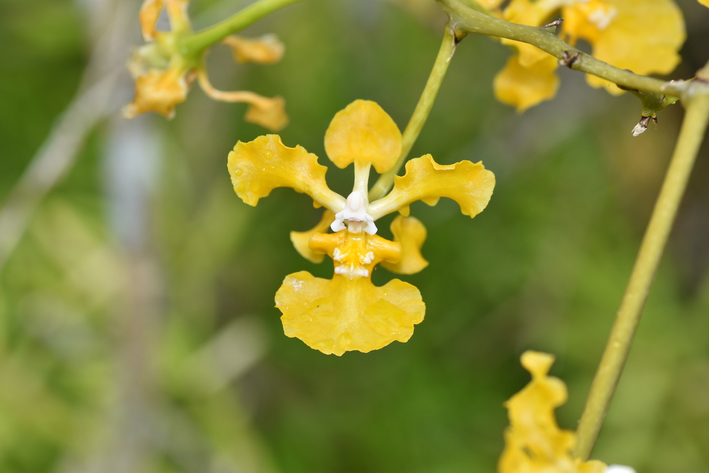 spotted mule-ear orchid in May 2018 by Jake Antonio Heaton · iNaturalist