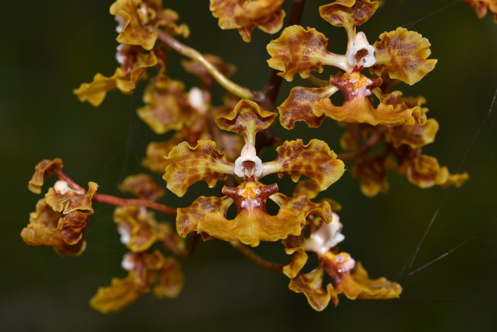 spotted mule-ear orchid in May 2018 by Jake Antonio Heaton · iNaturalist