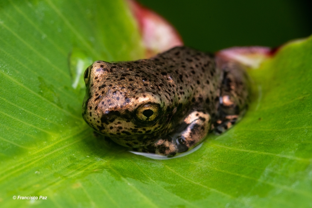 Hispaniolan Common Tree Frog from Jardín Botánico Nacional Dr. Rafael ...