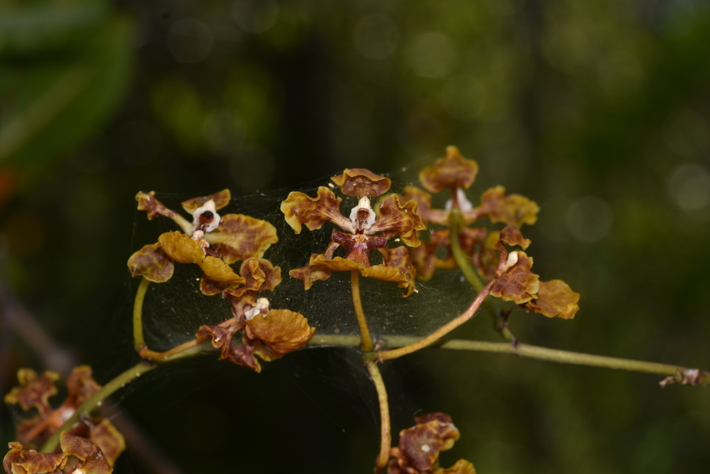 spotted mule-ear orchid in May 2019 by Jake Antonio Heaton · iNaturalist