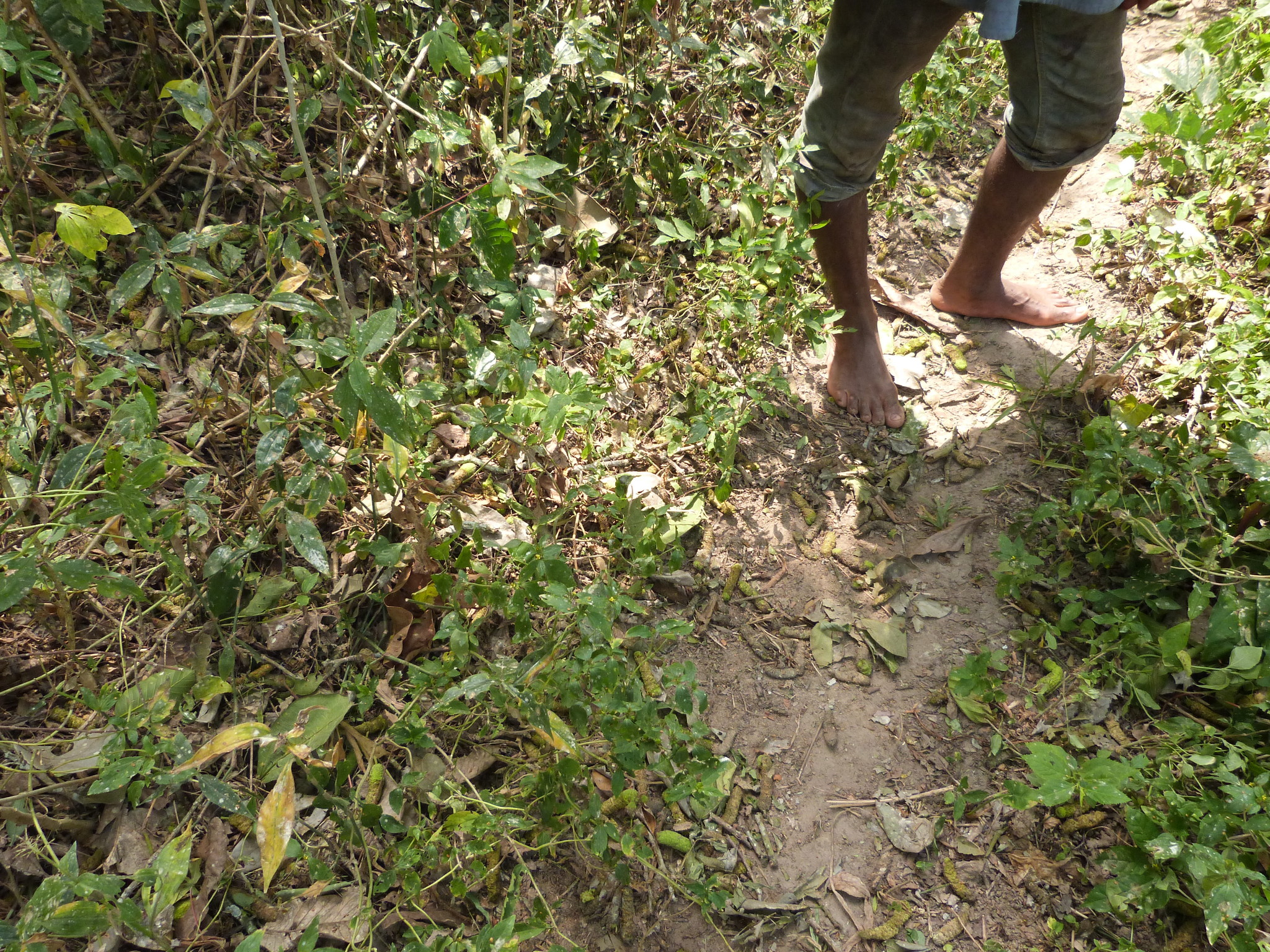 Milicia excelsa (Welw.) C.C.Berg