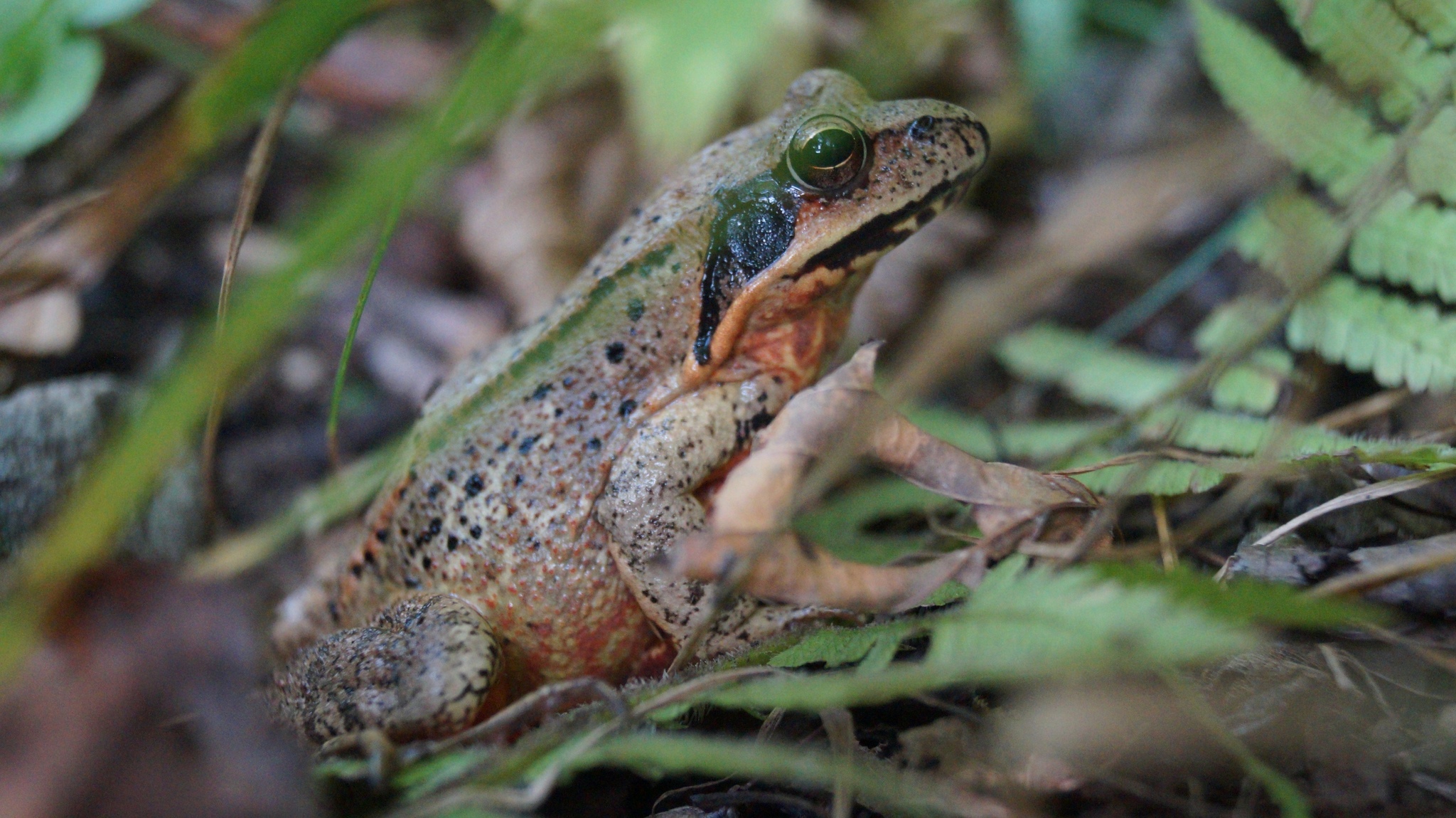 Rana amurensis Boulenger, 1886