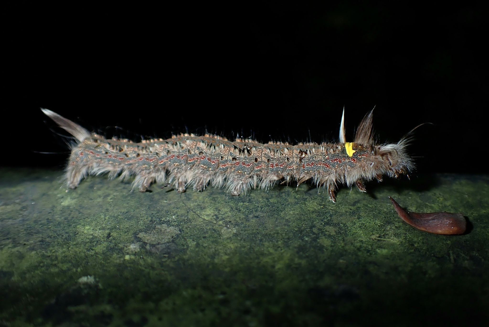 Euthrix isocyma (Hampson)