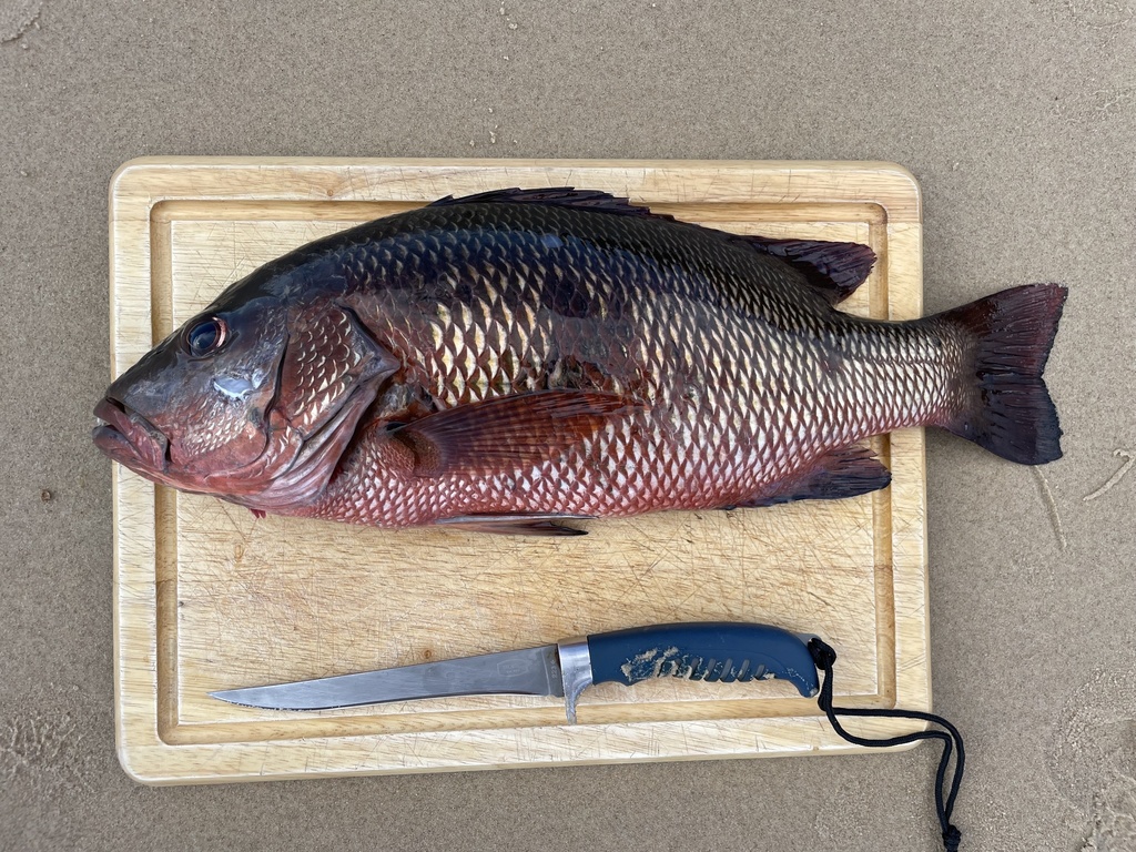 Mangrove Red Snapper from Elizabeth Bay, Elizabeth Beach, NSW, AU on ...