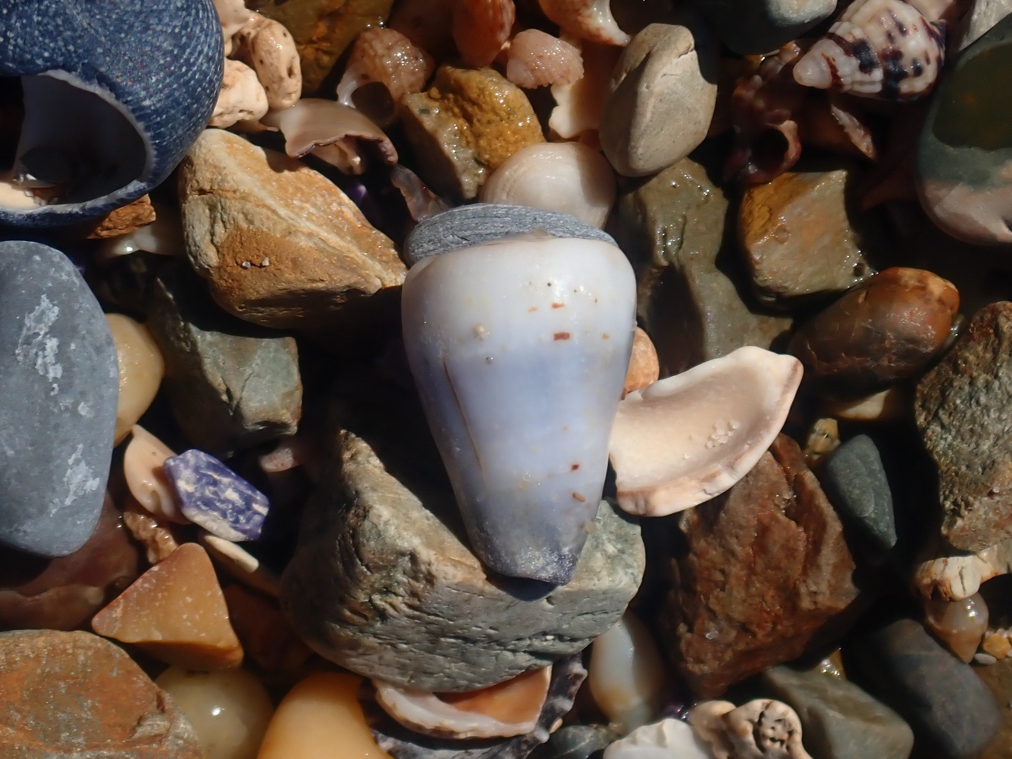 Conus musicus Hwass, 1792