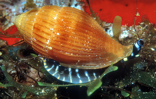 Vexillum turben · iNaturalist