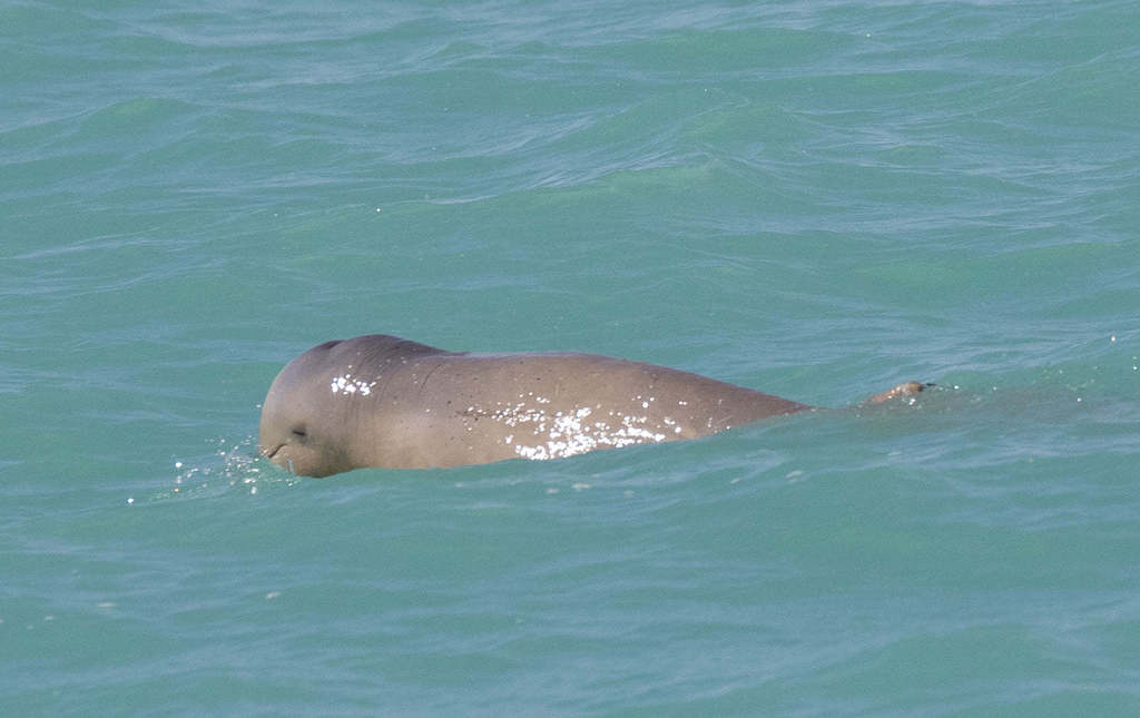 Australian Snubfin Dolphin in July 2021 by chris_barnesoz · iNaturalist