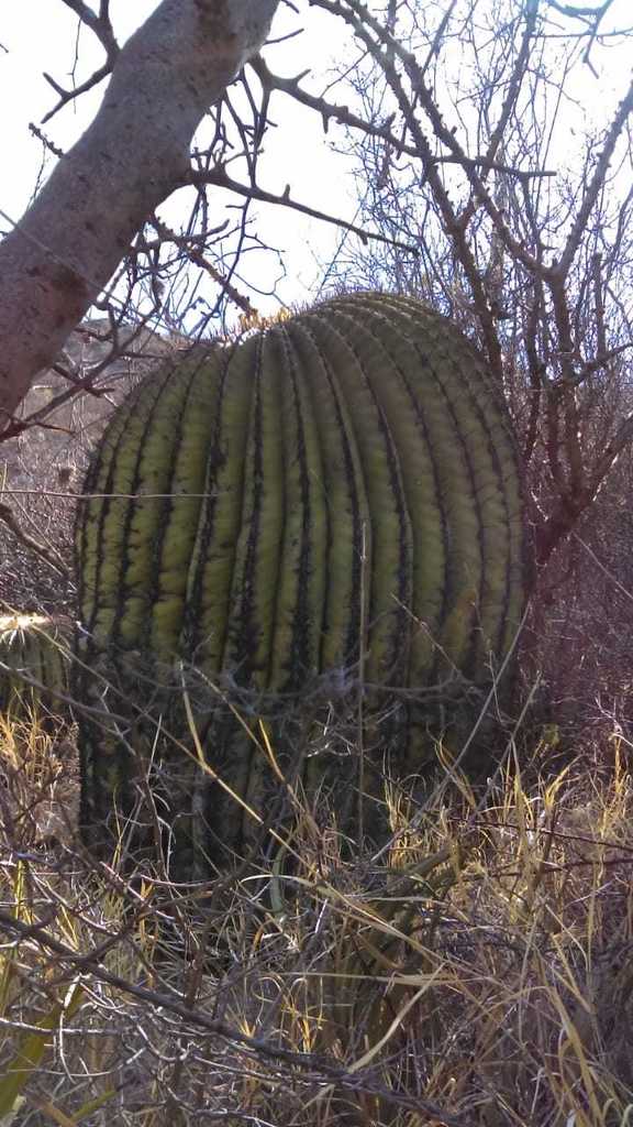 Candy Barrel Cactus in March 2022 by babo · iNaturalist