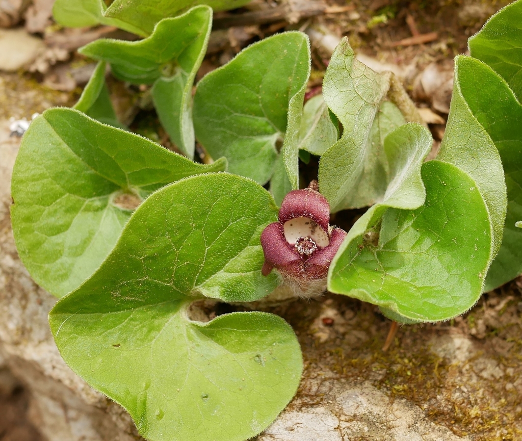 Canadian wild ginger in April 2022 by tngardener · iNaturalist