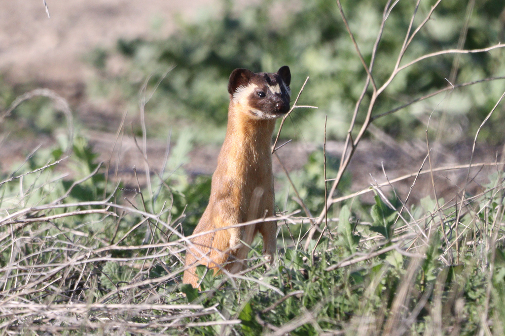 Long-tailed Weasel from San Diego County, CA, USA on April 5, 2022 at ...