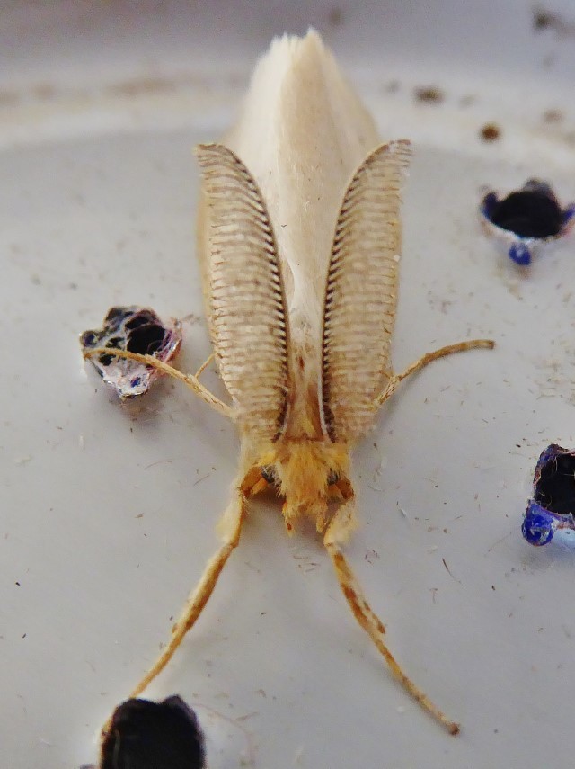 Tinged Tussock Moth from Black Head NSW 2430, Australia on January 10 ...