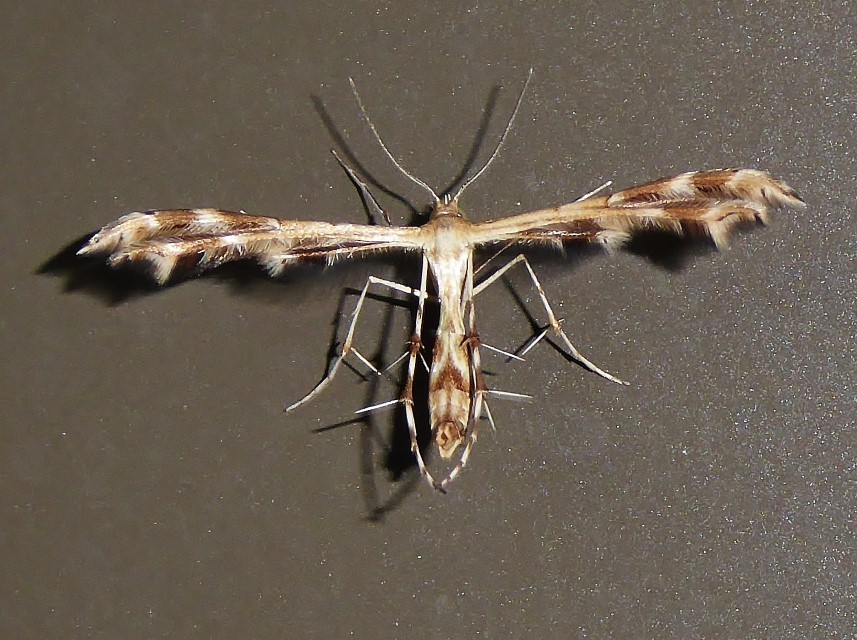 Fire-flag Plume Moth from Black Head NSW 2430, Australia on October 1 ...