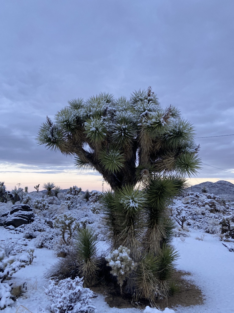 Century plant subfamily (Agavoideae) - Botanical Realm